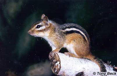 chipmunk