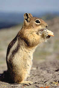 chipmunk